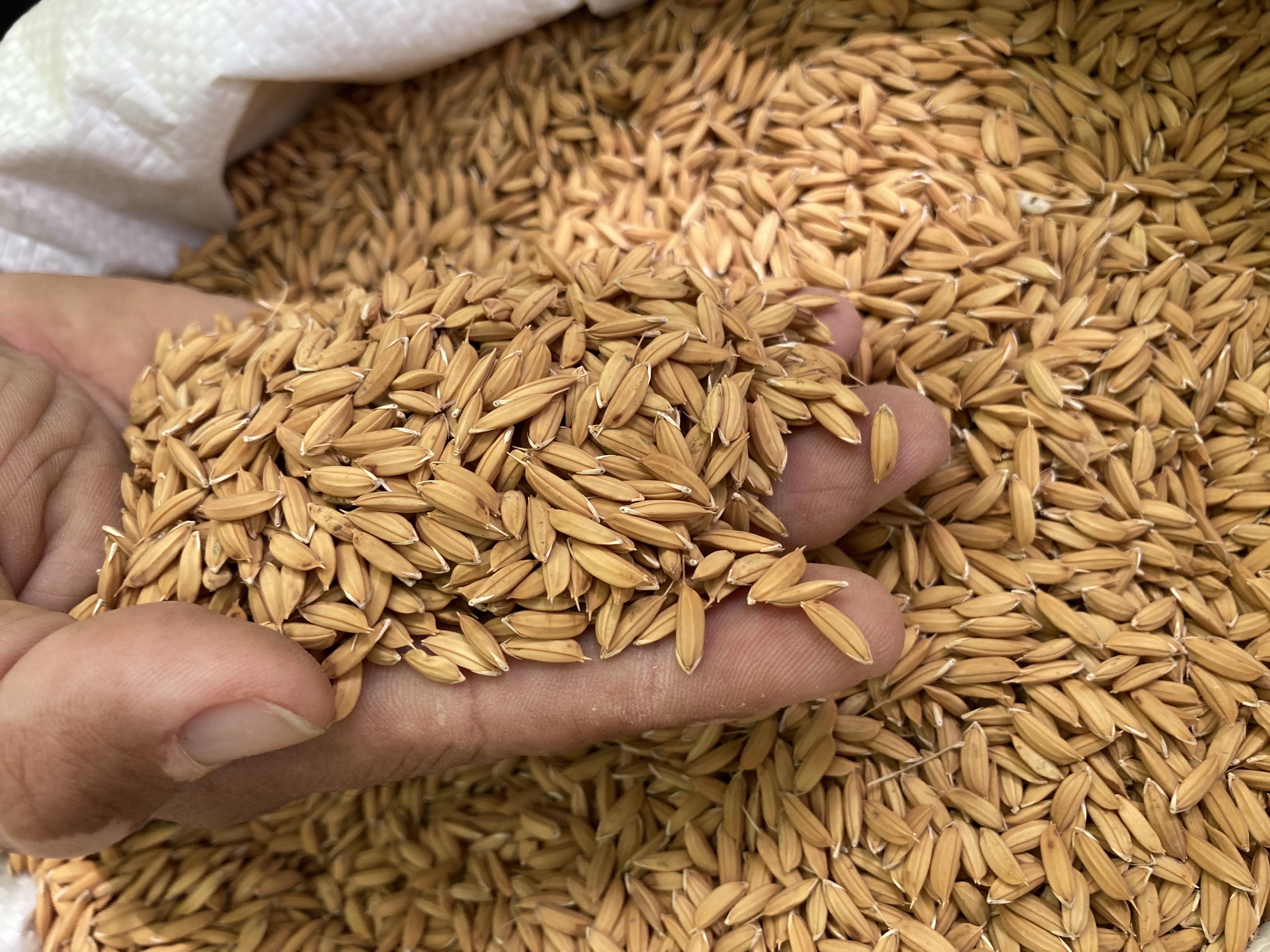 Terroir - Du riz réunionnais dans votre assiette ! | Zest