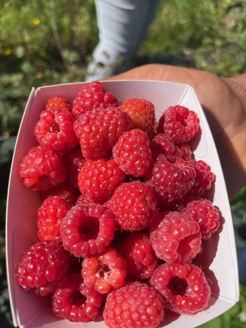 Coups de Kèr by Kaspro - Framboisier des Hauts, une aventure familiale ...